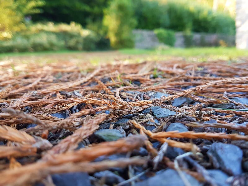 Fallen Ferns stock image. Image of reeds, highlighted - 80684161
