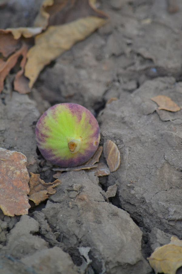 Fallen Fig Fruit on Ground 2 Stock Image - Image of publicgarden, egypt ...