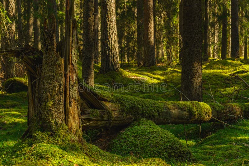 Fallen Fir Tree Covered in Green Moss Stock Photo - Image of layer ...