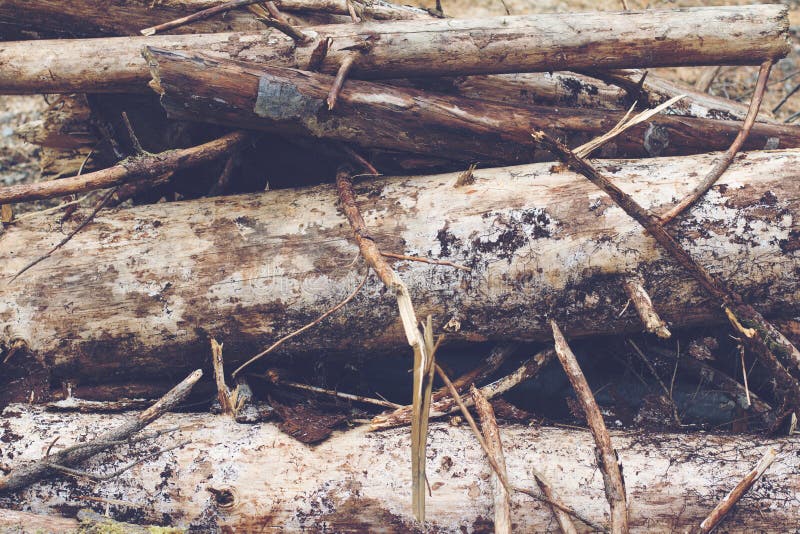 Fallen Fir Trees in the Forest Stock Photo - Image of lumber, ecology ...