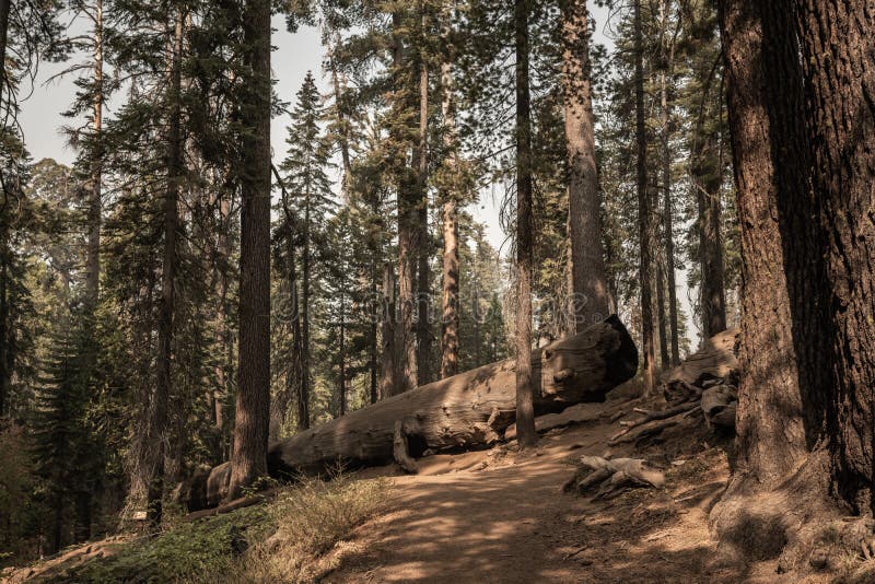 The Fallen Fire Tree Sequoia Trunk Stock Photo - Image of grove ...