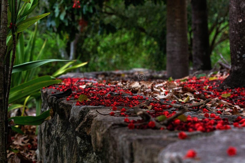 Fallen Flame Tree Blossoms stock photo. Image of decoration - 130323608