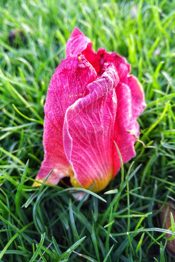 Fallen Flower in Green Grass Stock Photo - Image of flower, fallen ...