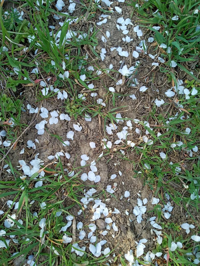 Fallen Flower in Green Grass Stock Photo - Image of flower, fallen ...