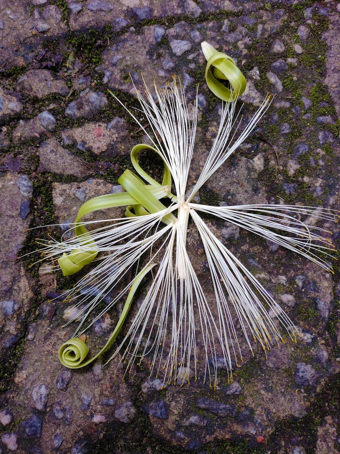 Fallen Flower Plant in the Middle of the Stone Path, Inside the Forest ...