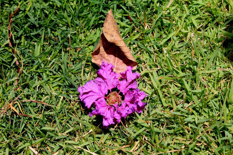 Focusing of fallen flowers stock photo. Image of florist - 184856964