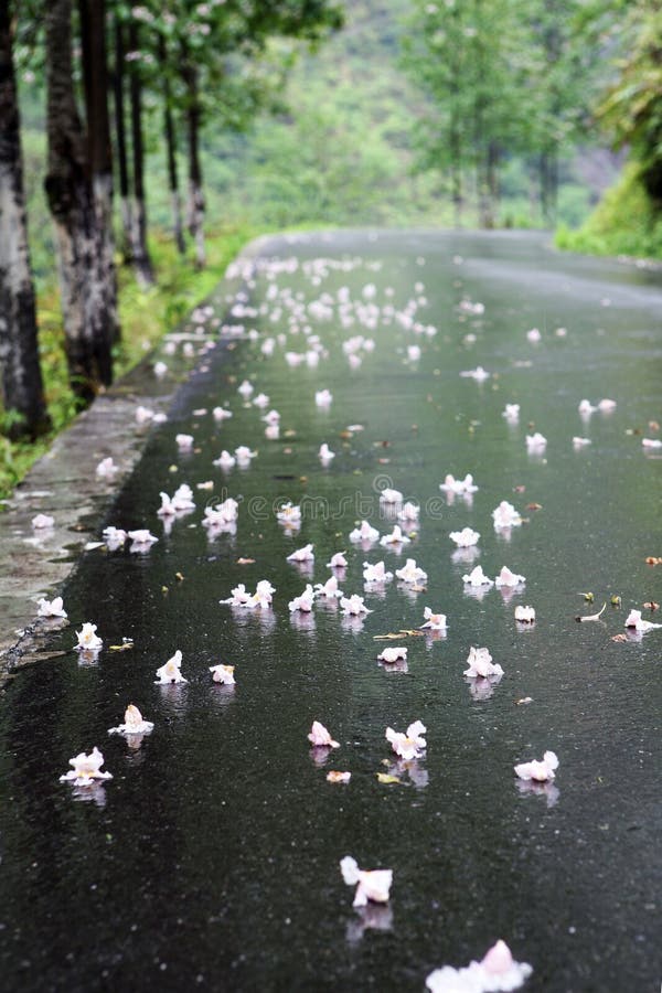 Fallen flowers stock photo. Image of flower, scenery, plant - 5549160