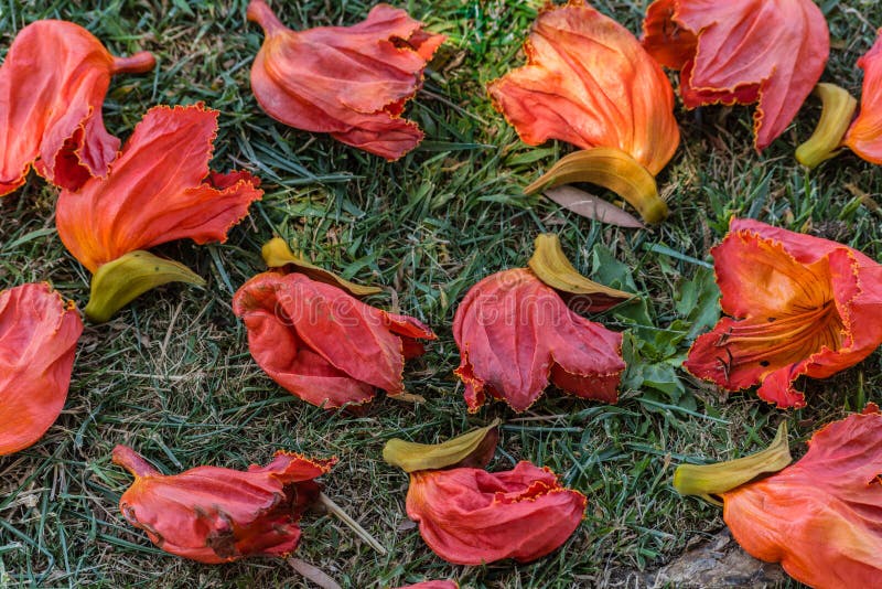 Fallen flowers stock image. Image of summer, california - 76148259