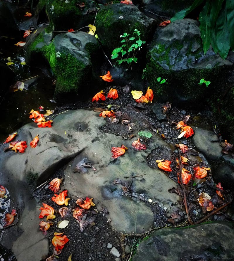 Fallen Flowers stock photo. Image of orange, path, tropical - 92093766