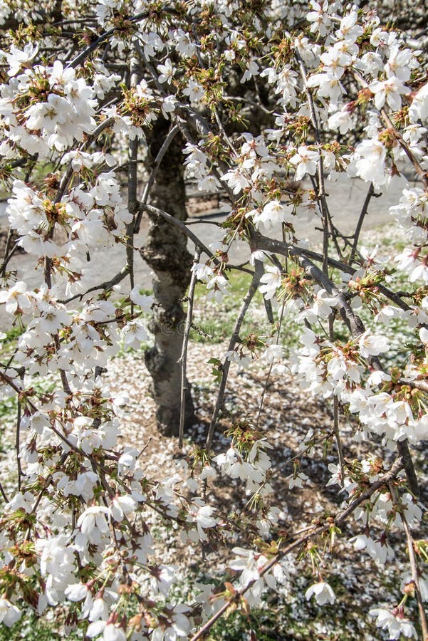 Fallen flowers stock image. Image of flowers, woodland - 274139125
