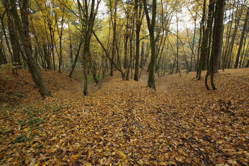 Fallen Foliage in Autumn during Leaf Fall in Cloudy Weather Stock Photo ...