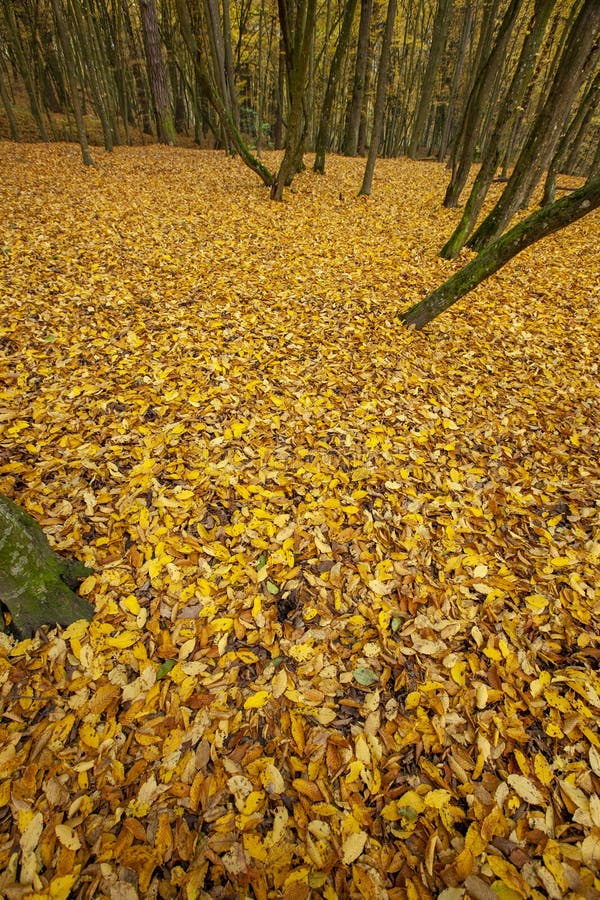 Fallen Foliage in Autumn during Leaf Fall in Cloudy Weather Stock Image ...