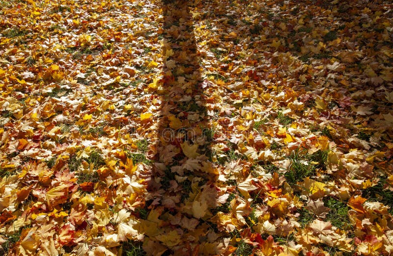 Fallen Foliage in Autumn during Leaf Fall in Cloudy Weather Stock Photo ...