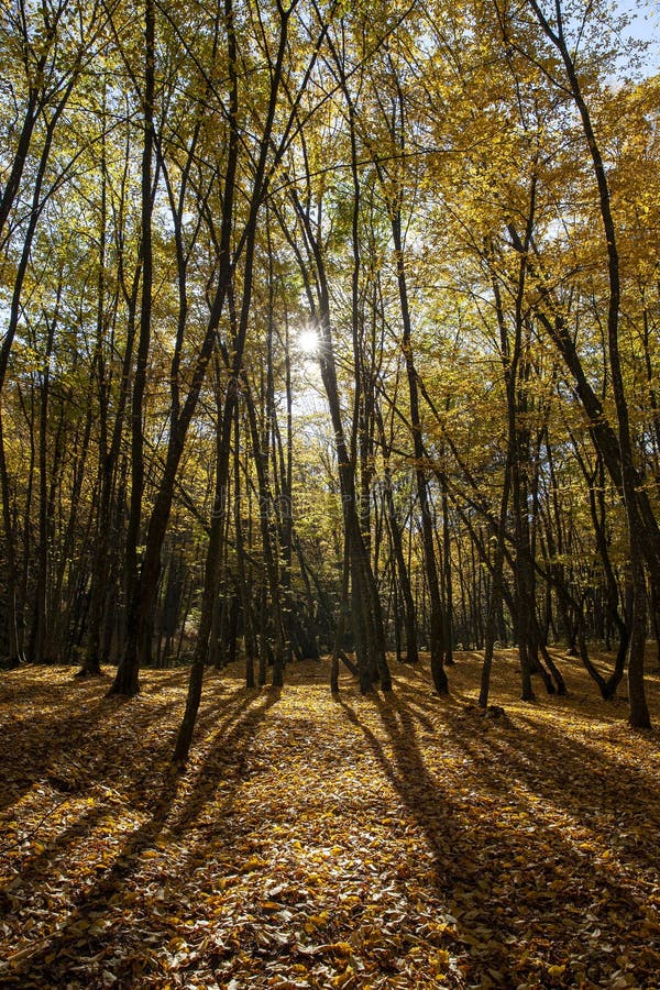 Fallen Foliage in Autumn during Leaf Fall in Cloudy Weather Stock Photo ...