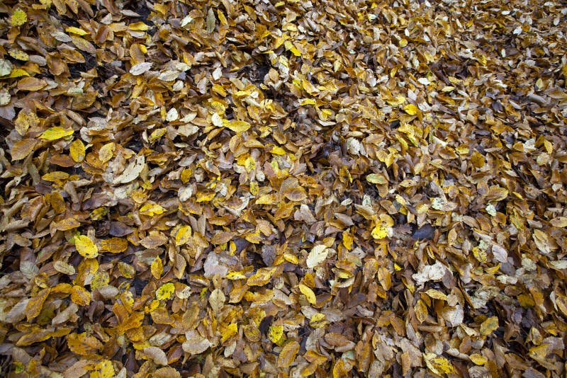Fallen Foliage in Autumn during Leaf Fall in Cloudy Weather Stock Photo ...