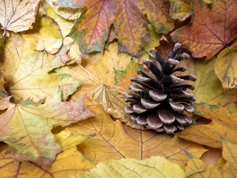 The Bump Stands on the Autumn Background in the Form of a Fallen Ilstvy ...