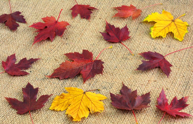 Fallen Foliage on a Old Burlap. Abstract Autumn Backgrounds. Stock ...
