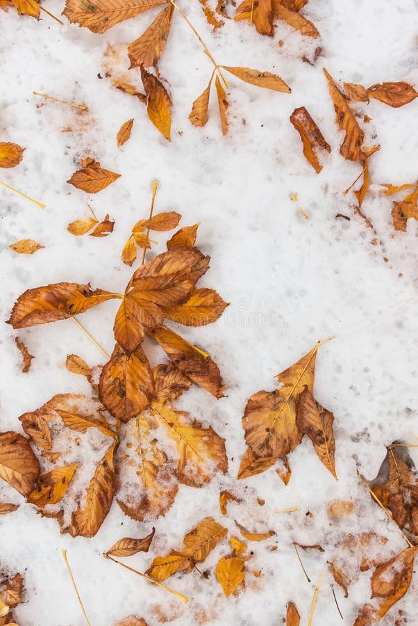 Fallen Foliage on the Snowy Ground Stock Image - Image of beauty ...