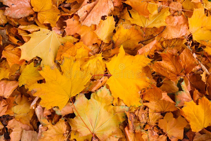 Fallen Foliage Texture. Maple Leaves Close-up Stock Image - Image of ...