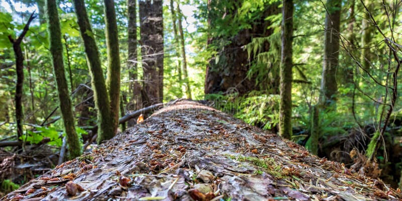 Fallen Forest Log Perspective with Trees and Plants Stock Photo - Image ...