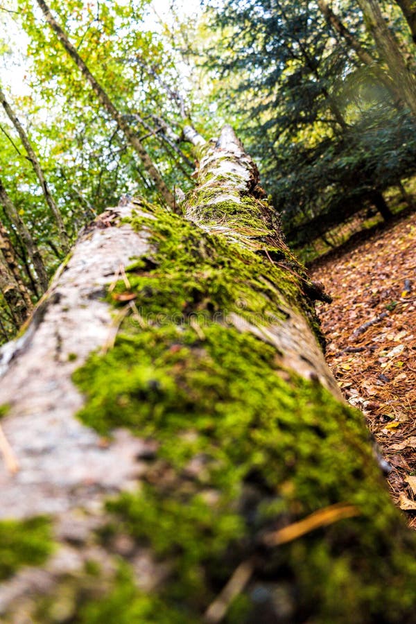 Fallen Forest Tree stock image. Image of natural, climate - 232452075