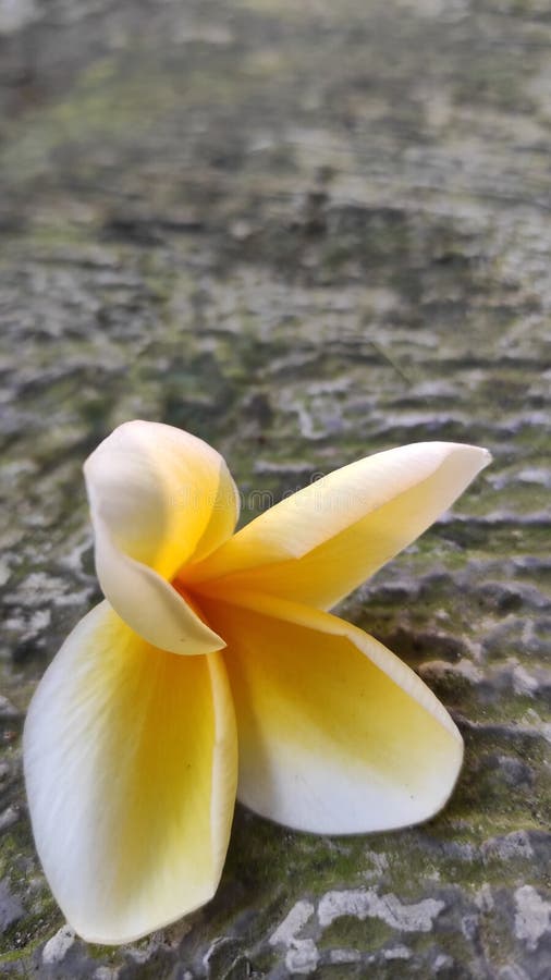 Fallen frangipani flowers stock photo. Image of water - 219975624