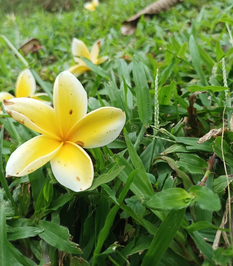 Fallen Frangipani Flowers Fall on the Grass Stock Image - Image of ...