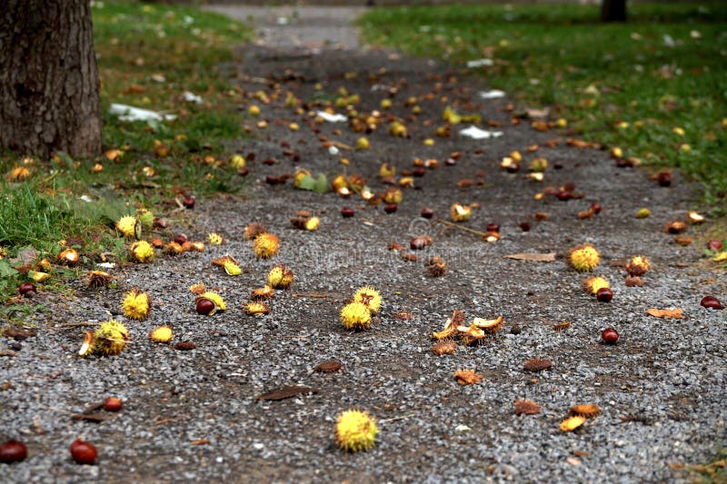 Fallen Fruit Chestnut Tree Footpath Stock Photos - Free & Royalty-Free ...