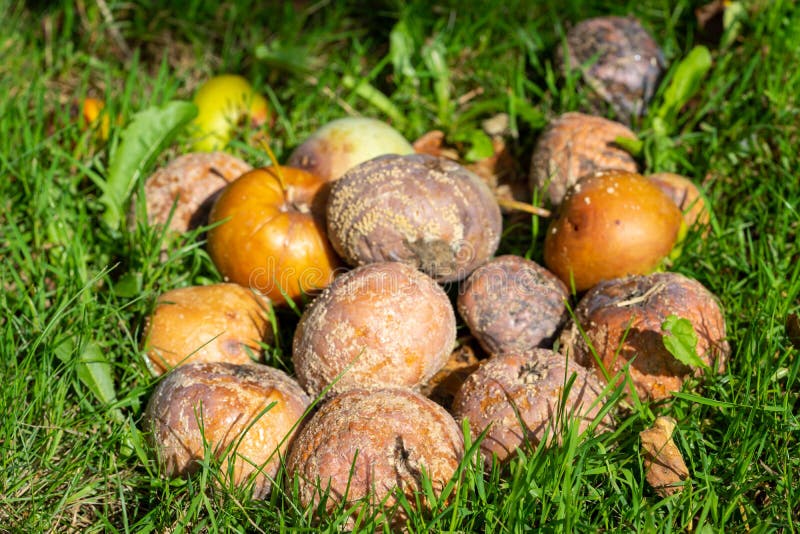 Fallen fruit on an orchard stock photo. Image of fruit - 255002324