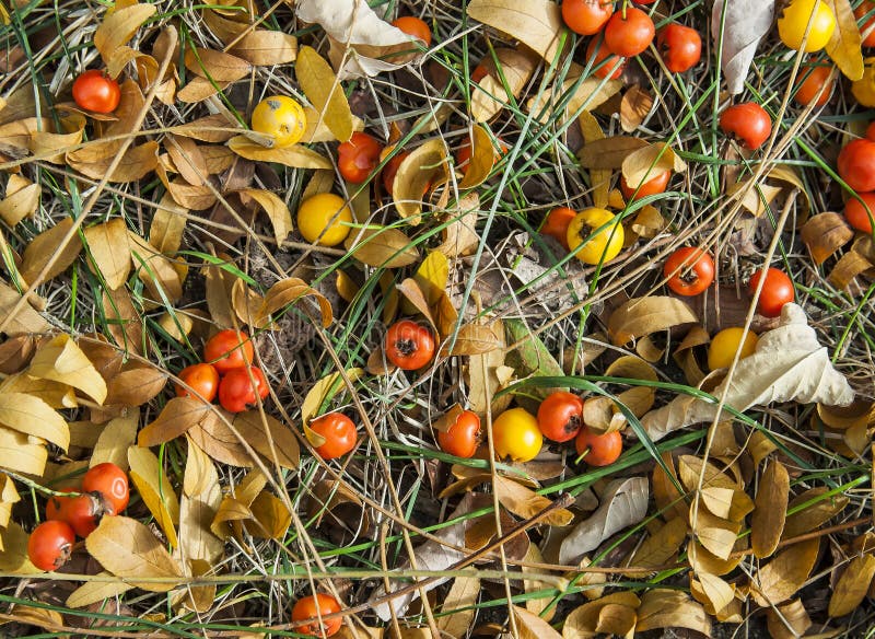 Fallen Fruits on meadow stock photo. Image of texture - 27609320