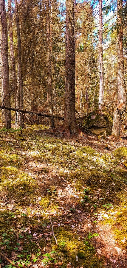 The Fallen Giant of the Forest Stock Image - Image of trunk, sunlight ...