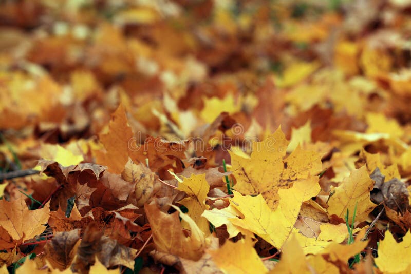 160+ Texture fallen leaves Free Stock Photos - StockFreeImages