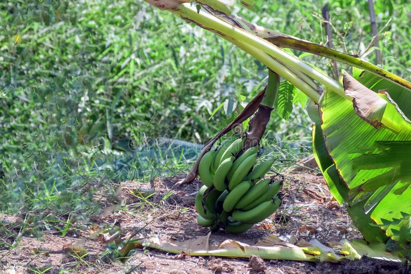 A Fallen Green Banana Tree is in the Garden Stock Image - Image of fall ...