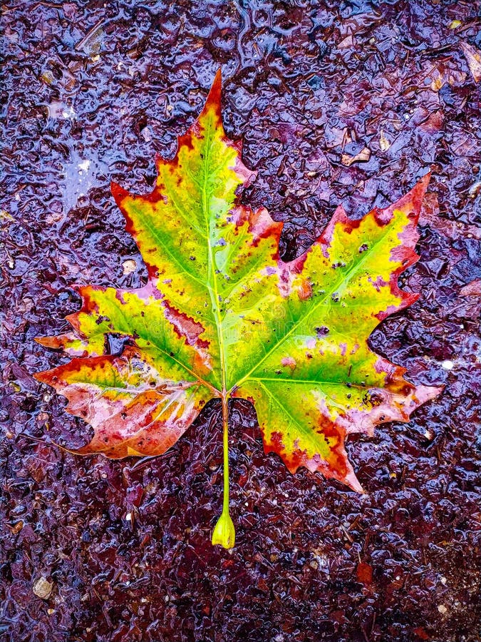 Fallen Green Leaf stock photo. Image of outdoor, closeup - 25676