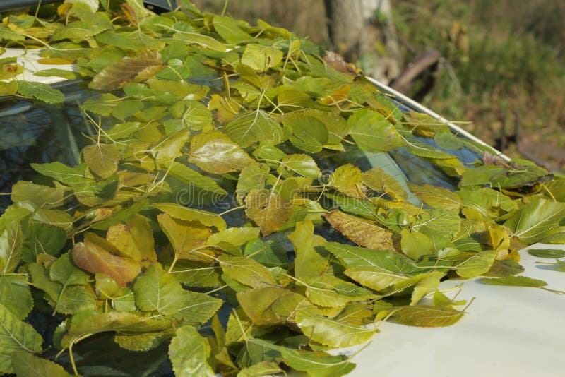 Fallen Green Leaves from a Branch.Autumn Stock Image - Image of leaf ...