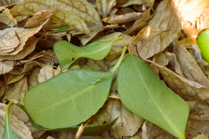 Fallen Green Leaves of the Withe Stinkwood Tree. Stock Image - Image of ...