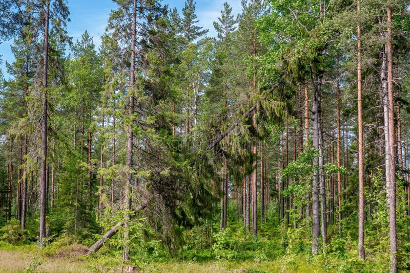 Fallen Green Spruce Hangs on Tops of Other Trees. Damaged Tree after ...
