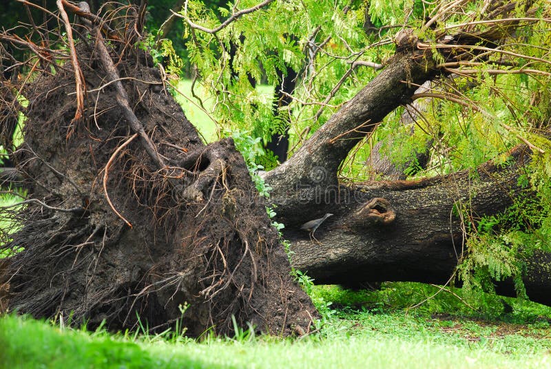 Large Tree Roots Unearthed with Soil Removed before Cutting it Down and ...