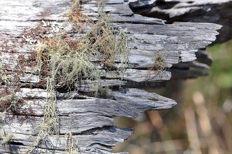 Rotting Fallen Tree with Moss and Lichens Growing on it Stock Photo ...