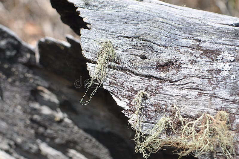 Moss on a log in bushland stock photo. Image of bushland - 293746142