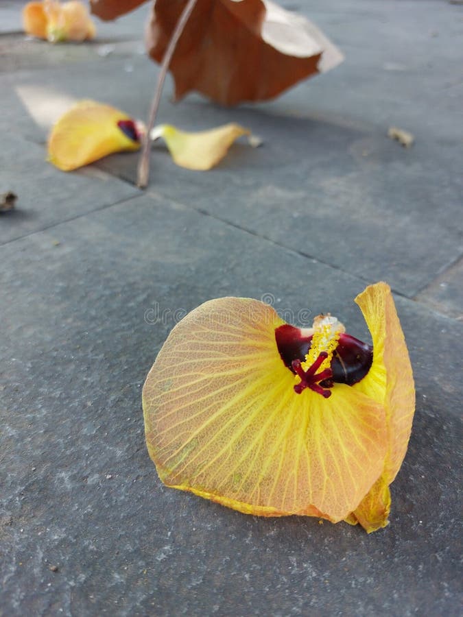 Fallen hibiscus flower stock image. Image of beautiful - 277706147