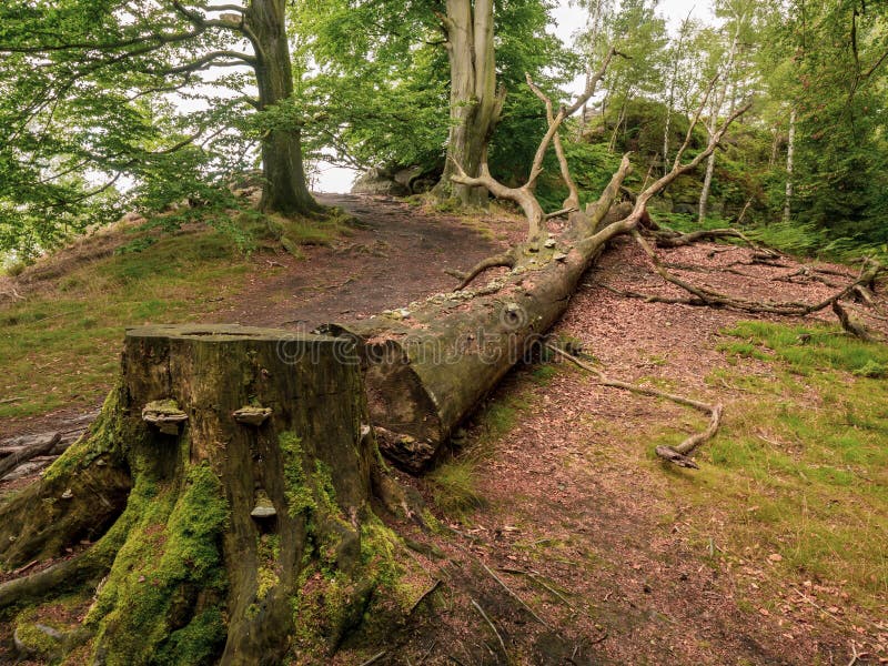 Fallen Historical Beech Tree. Big Beech Tree Cut Down in the Forest ...