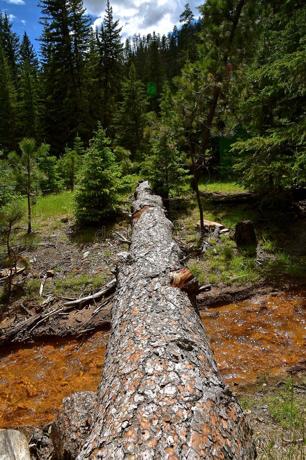 Tree Trunks Serve As a Walking Bridge Across a Stream Stock Photo ...