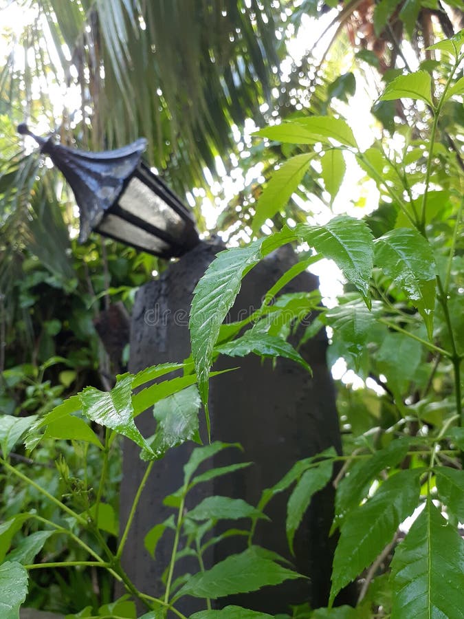 Fallen Lamp Trough the Green Leaves Stock Photo - Image of green ...