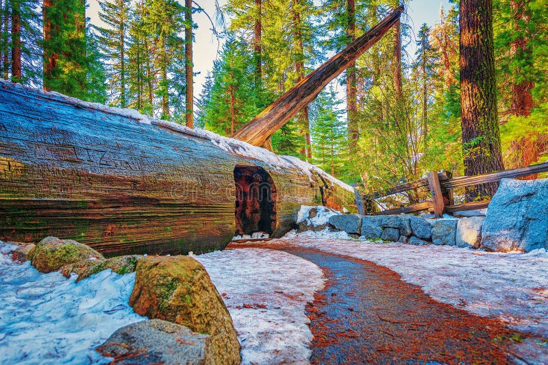 Fallen, Large Log on a Snow-covered Forest with Lush Trees in the ...