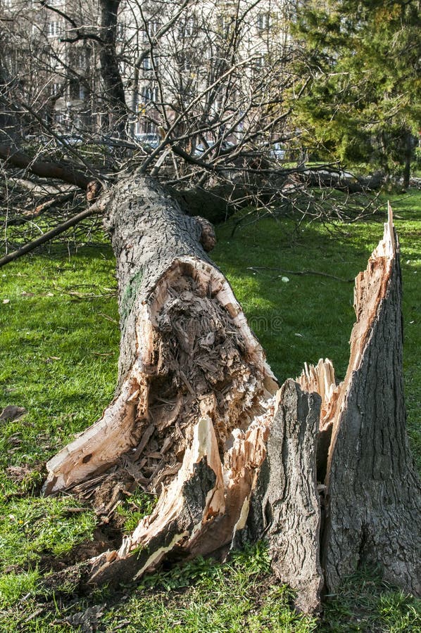 Fallen Large Tree after Storm Stock Photo - Image of destruction ...