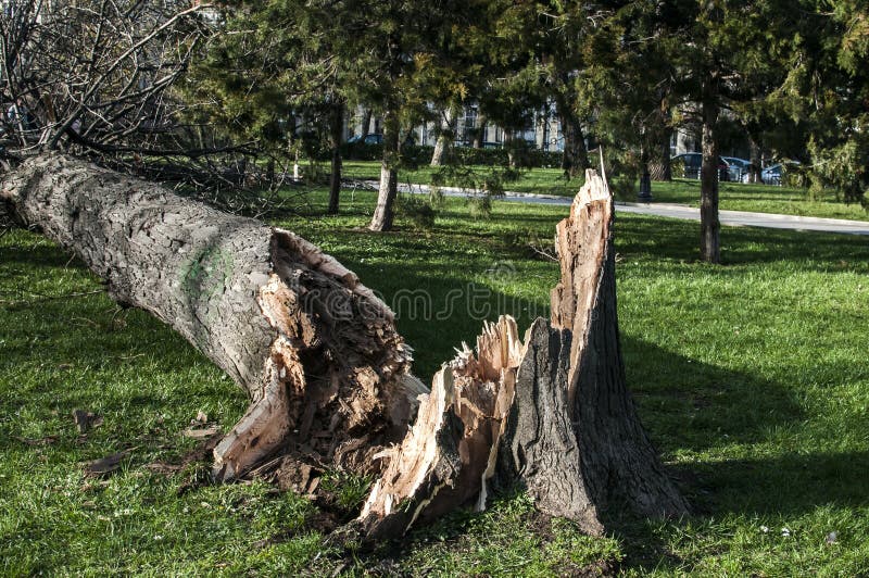 Fallen Large Tree after Storm Stock Photo - Image of branch, grass ...