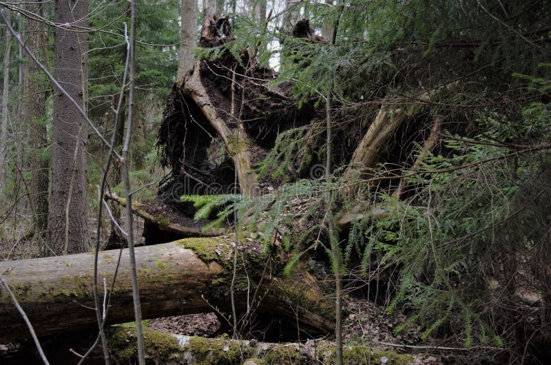 A Fallen Large Tree in the Forest. the Tree Has Large Roots Stock Image ...