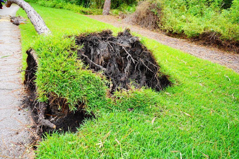 Fallen Large Tree Showing Roots Uprooted and Toppled Down Over a ...