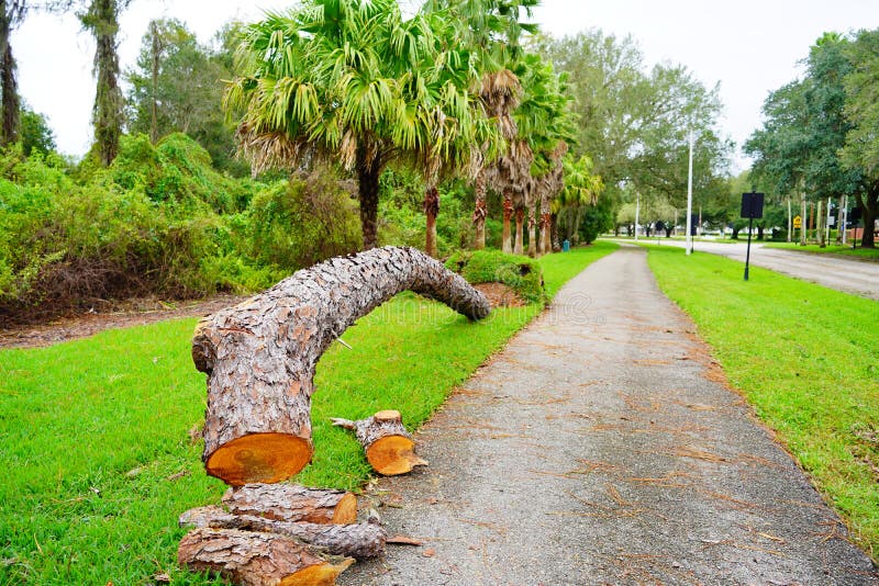 Fallen Large Tree Showing Roots Uprooted and Toppled Down Over a ...